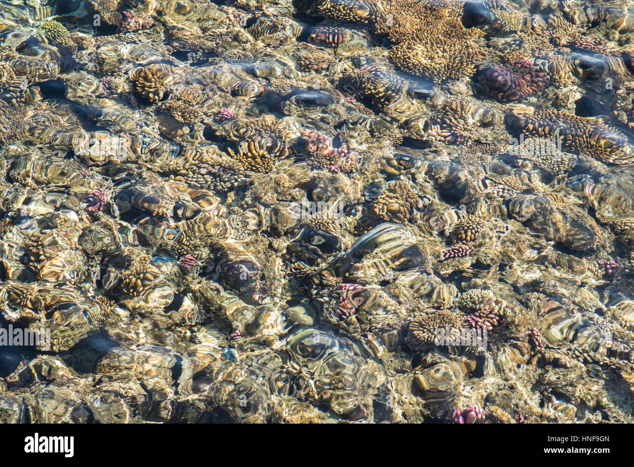 top view of coral reef. coral reef in the red sea texture Stock Photo ...