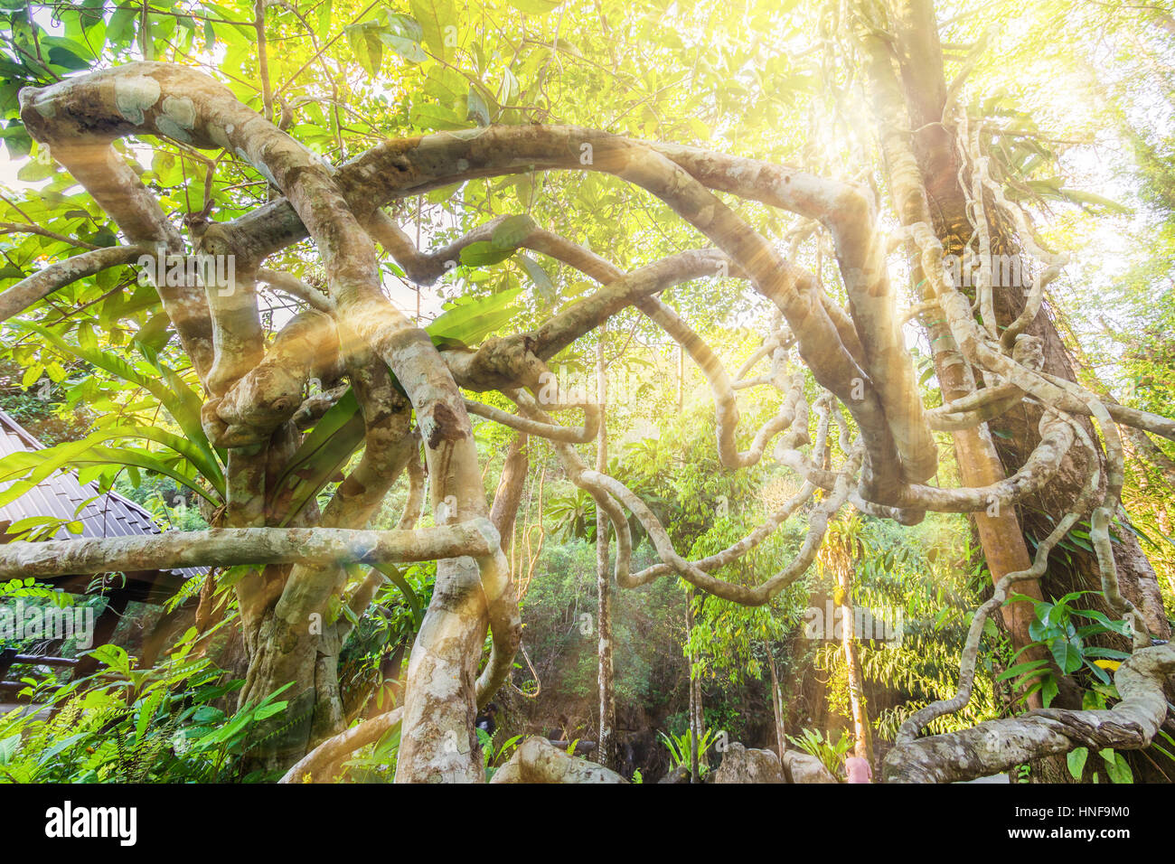 Jungle Vine High Resolution Stock Photography and Images - Alamy