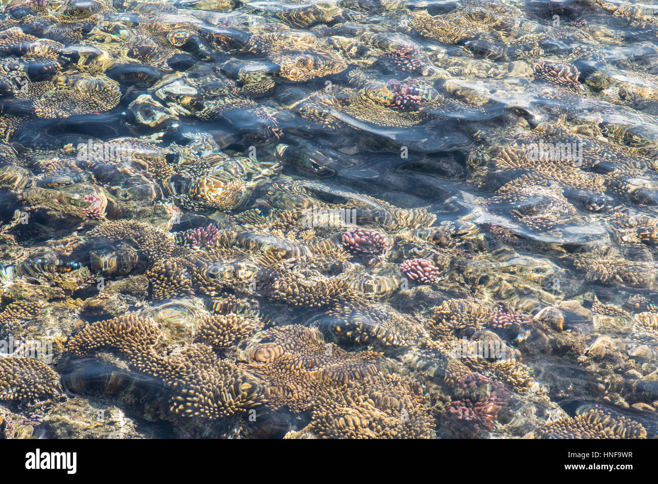 top view of coral reef. coral reef in the red sea texture Stock Photo ...