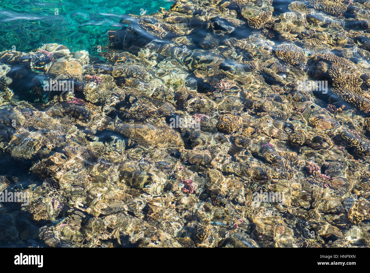 top view of coral reef. coral reef in the red sea texture Stock Photo ...