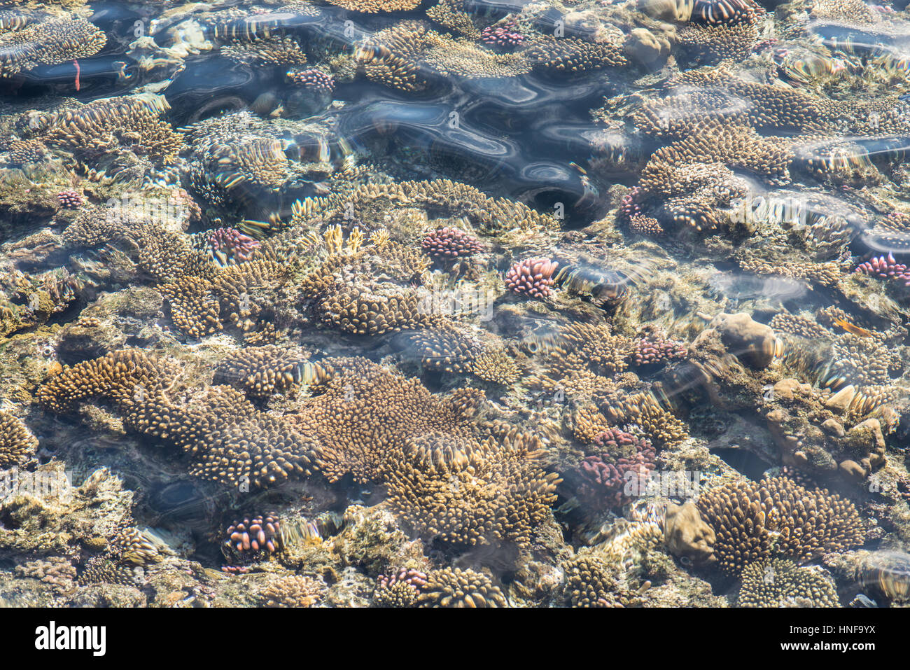 top view of coral reef. coral reef in the red sea texture Stock Photo ...