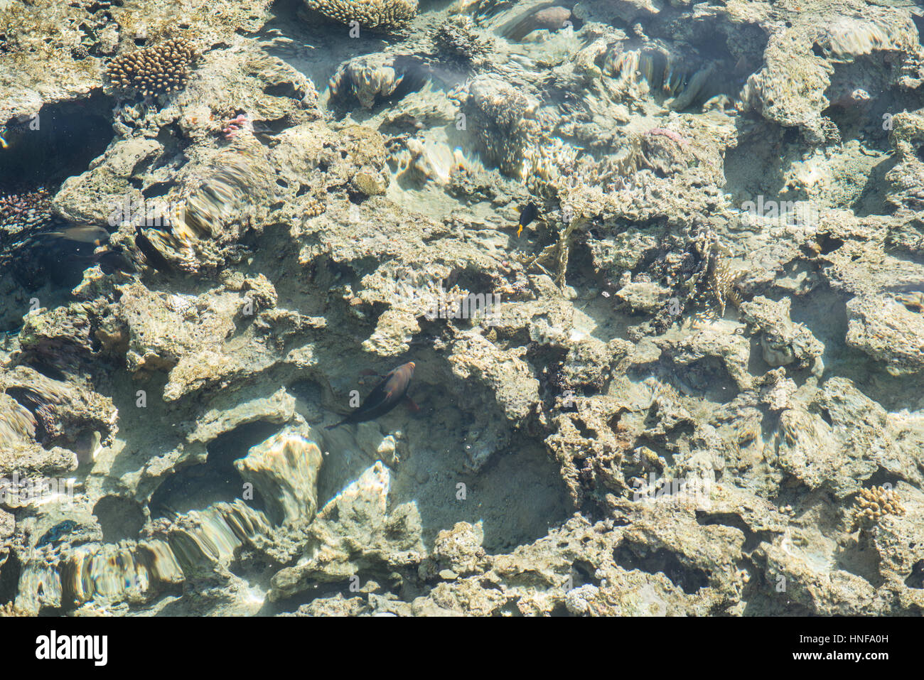 top view of coral reef. coral reef in the red sea texture Stock Photo ...