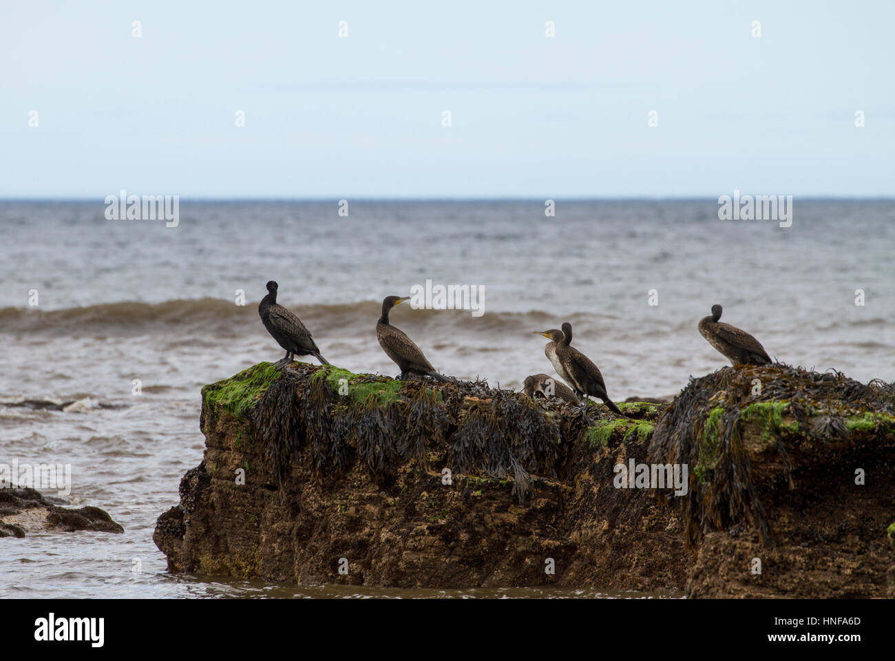 Cormorants on rock at coast Stock Photo - Alamy