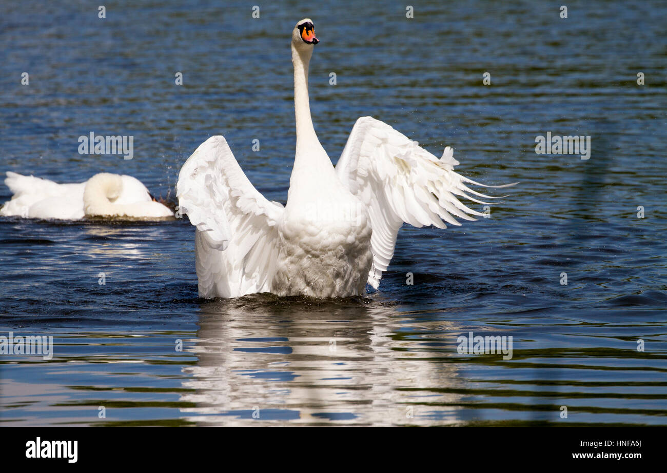 Swan stretch hi-res stock photography and images - Alamy