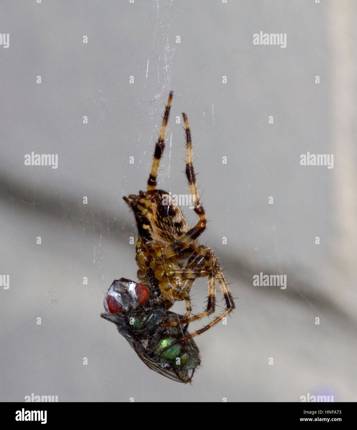 Harvest spider hi-res stock photography and images - Alamy