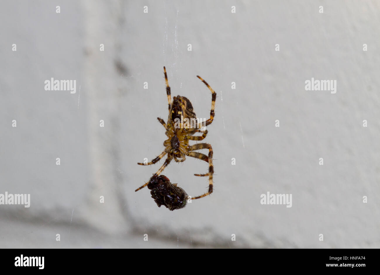 Harvest spider hi-res stock photography and images - Alamy