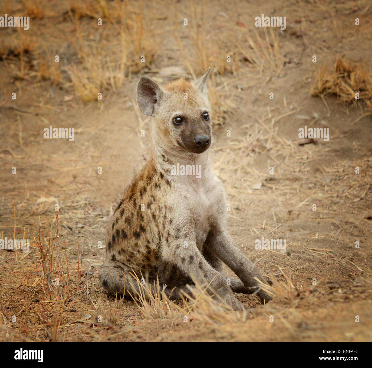 Hyena spotted hyena hyena sitting hi-res stock photography and images ...