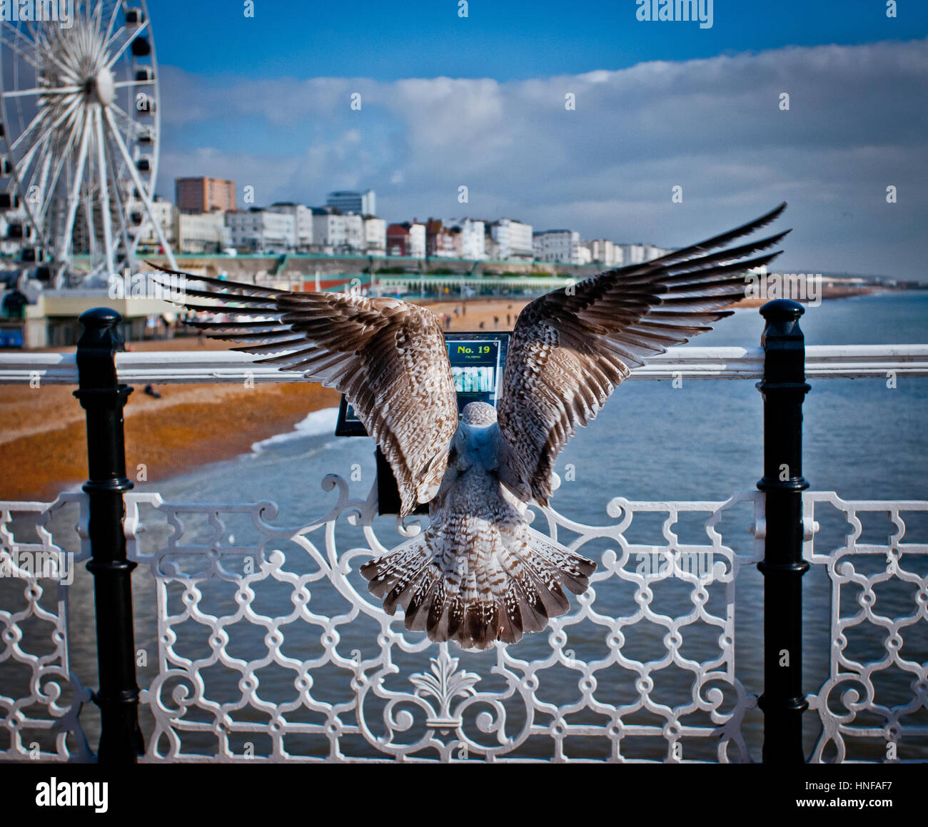 Seagull inflight at Brighton Pier Stock Photo - Alamy