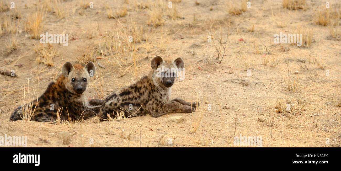 Hyena spotted hyena hyena sitting hi-res stock photography and images ...