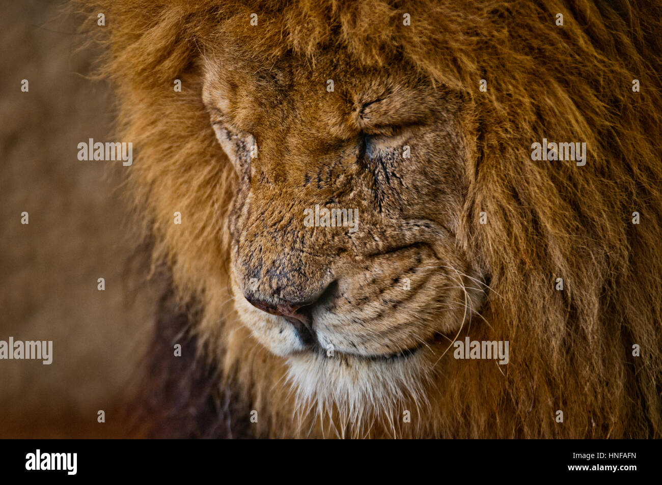 Old Male Lion Stock Photo - Alamy