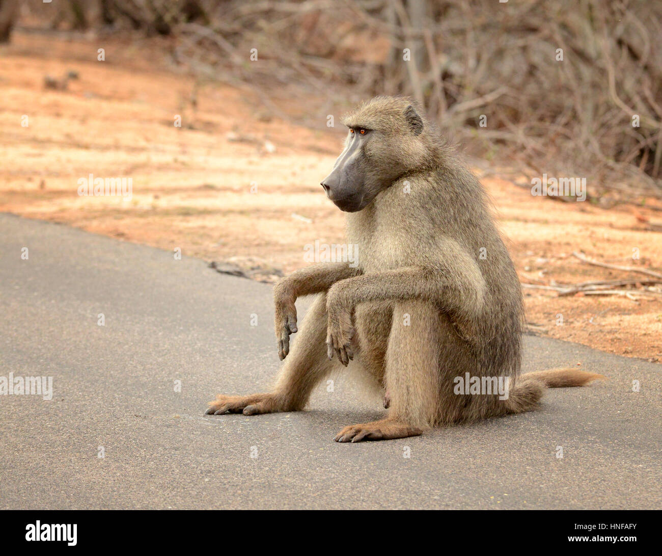 South africa ape hi-res stock photography and images - Alamy