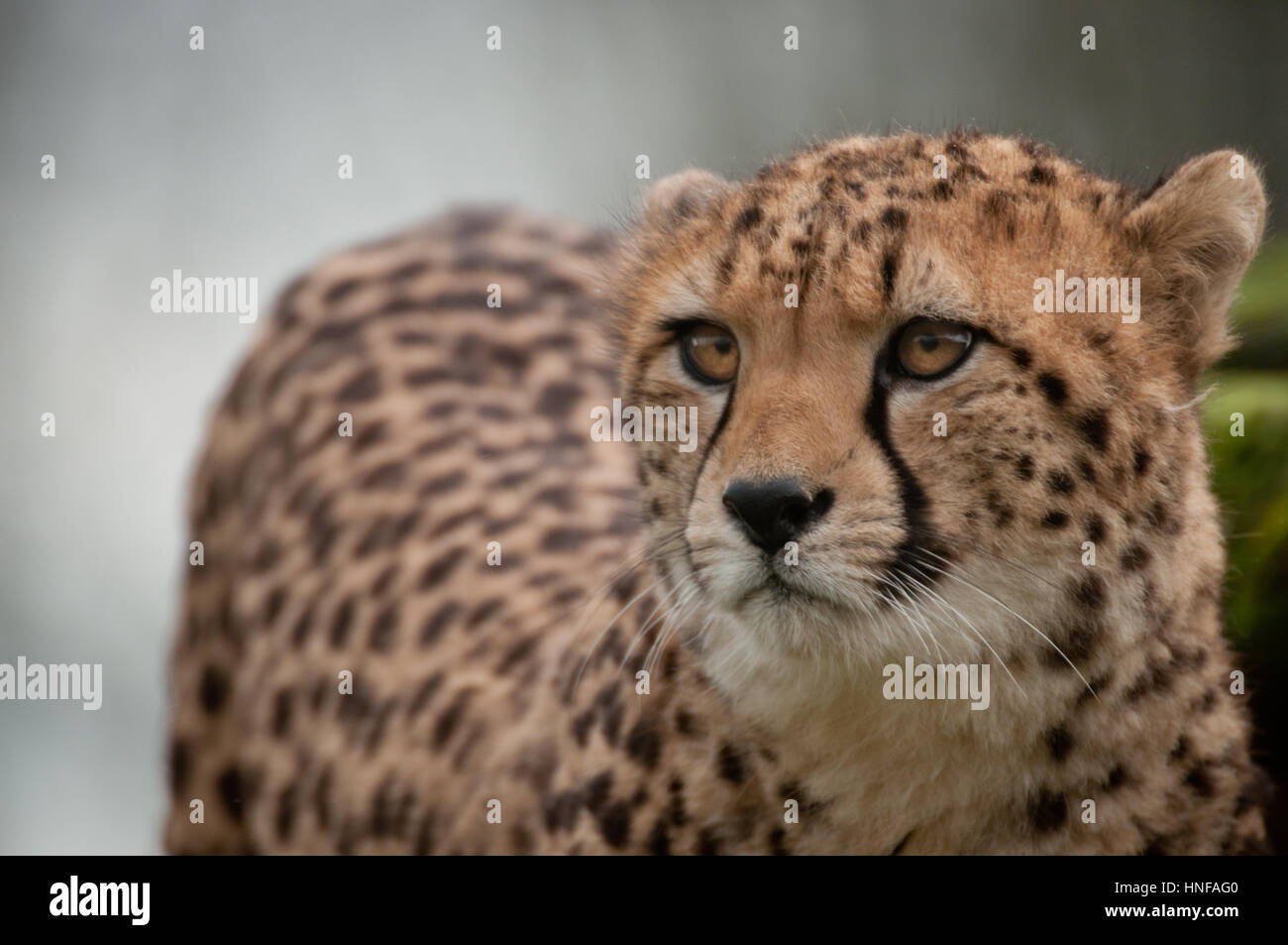 Cheetah fur coat hi-res stock photography and images - Alamy