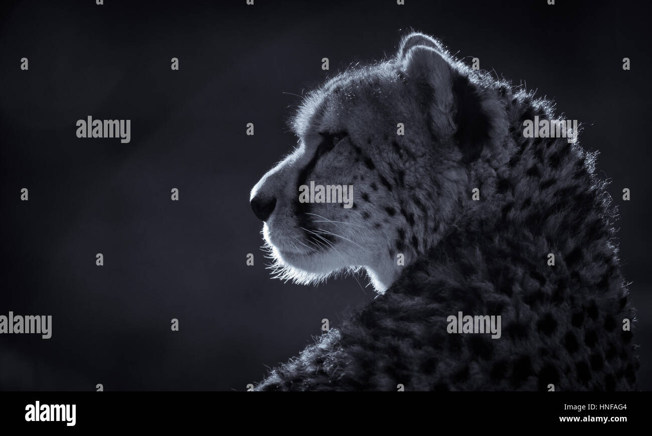 Cheetah side profile hi-res stock photography and images - Alamy