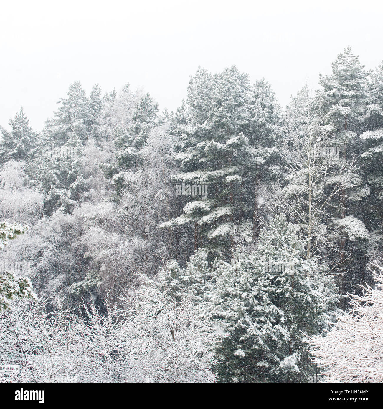 Heavy snowfall in a forest Stock Photo - Alamy