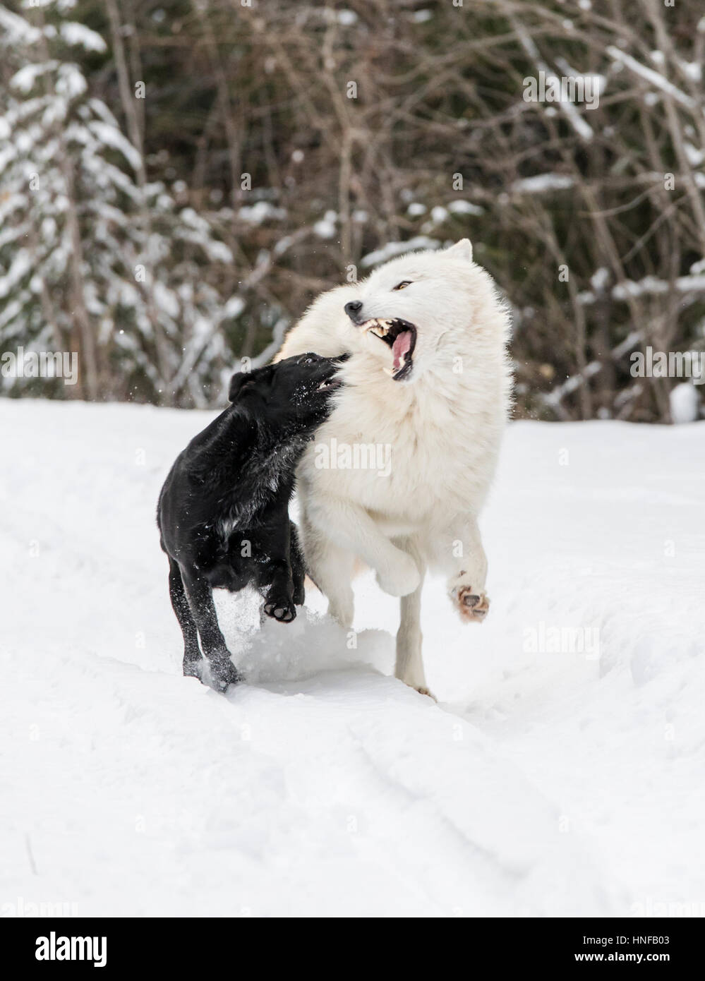 Australian kelpie hi-res stock photography and images - Alamy