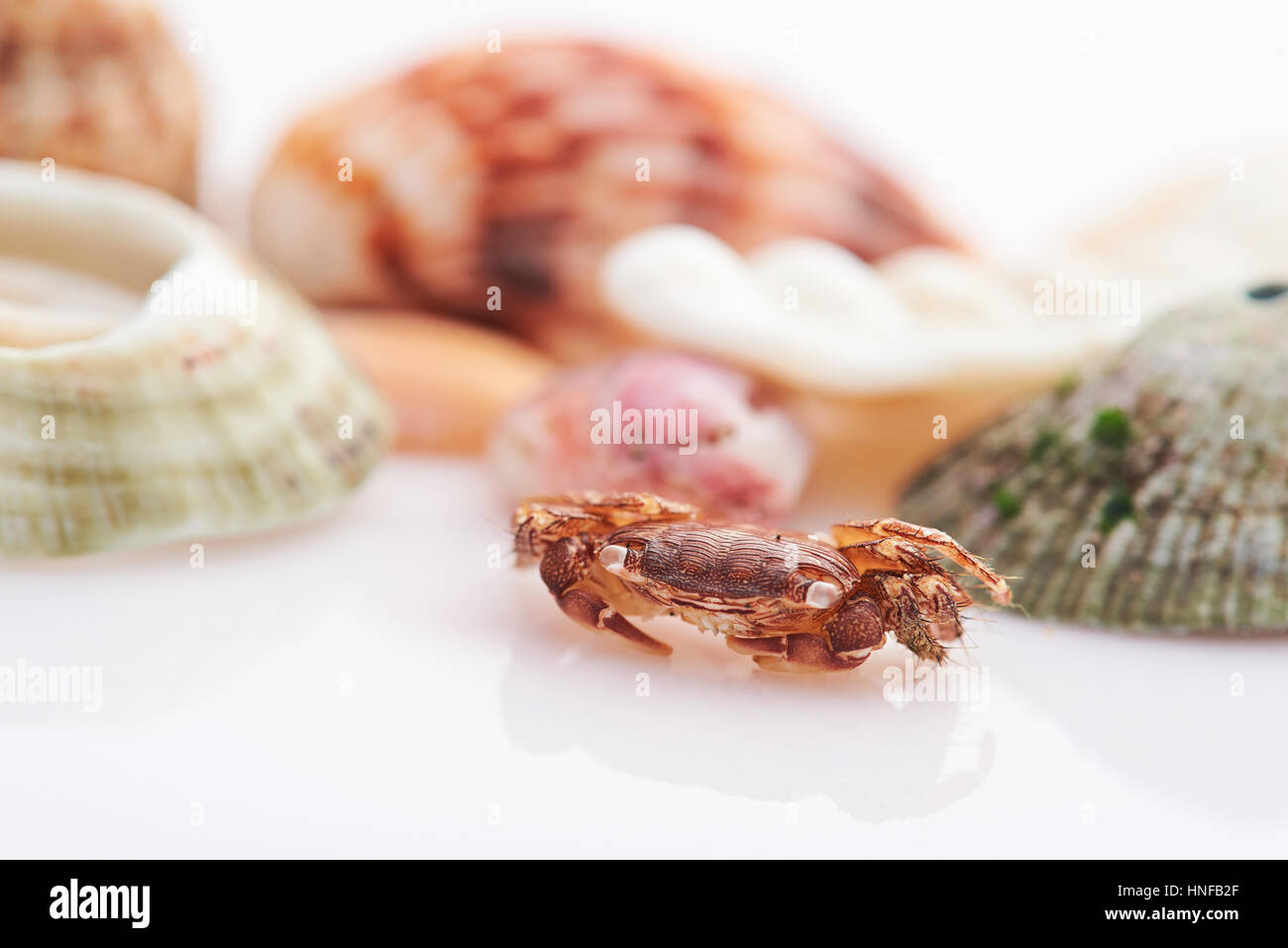 Close up one small crab with shells on background Stock Photo - Alamy