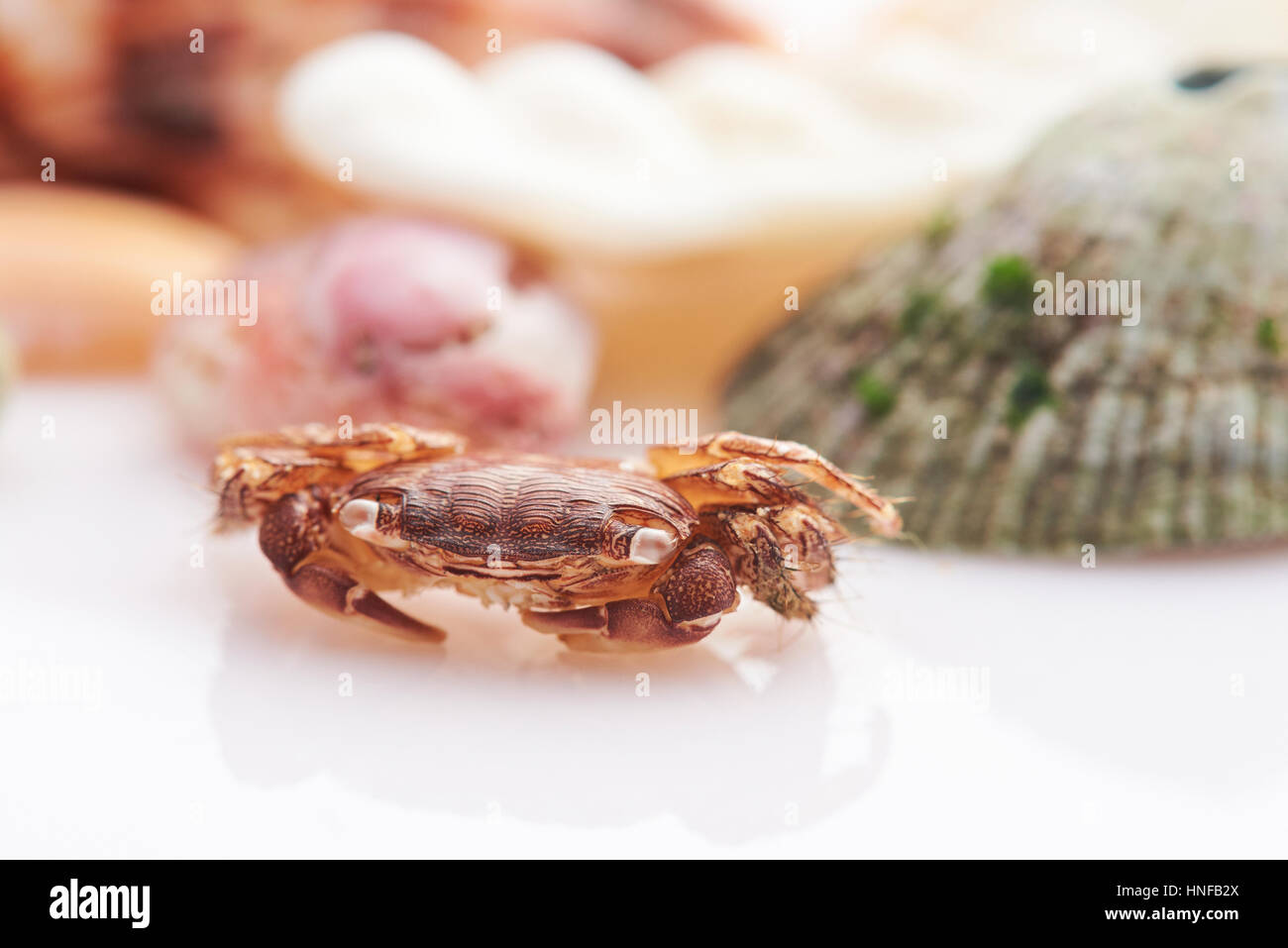 crab sitting on shell background isolated on white Stock Photo - Alamy