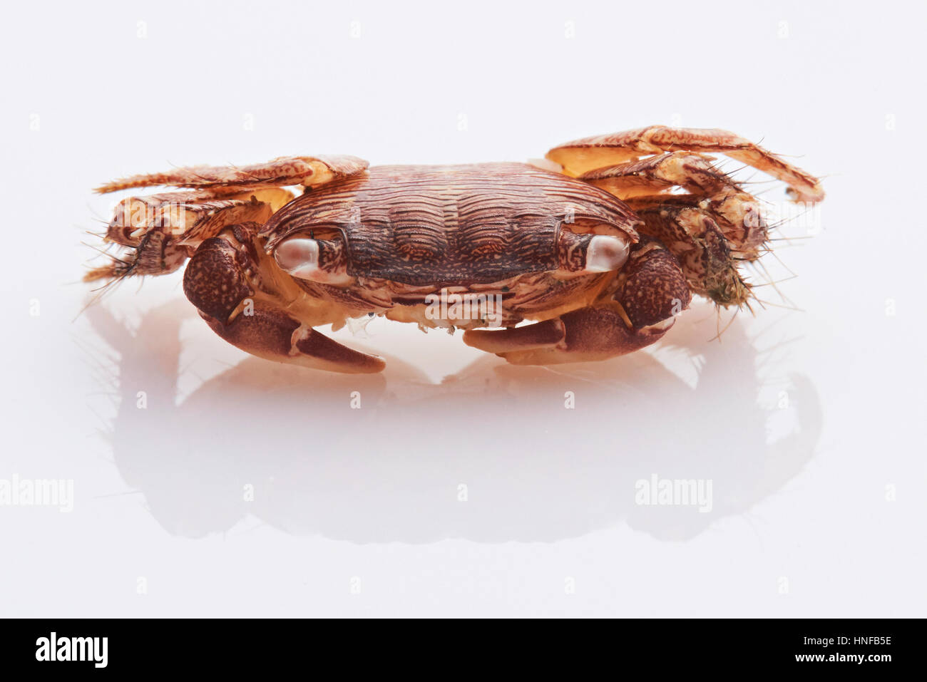 Close up fresh crab face hi-res stock photography and images - Alamy