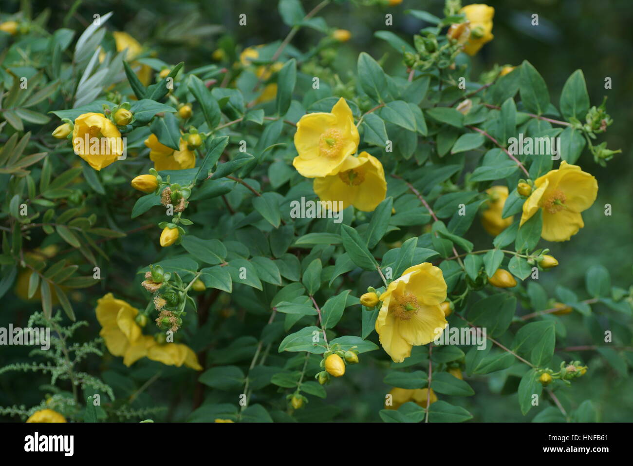 Hypericum rowallane hi-res stock photography and images - Alamy