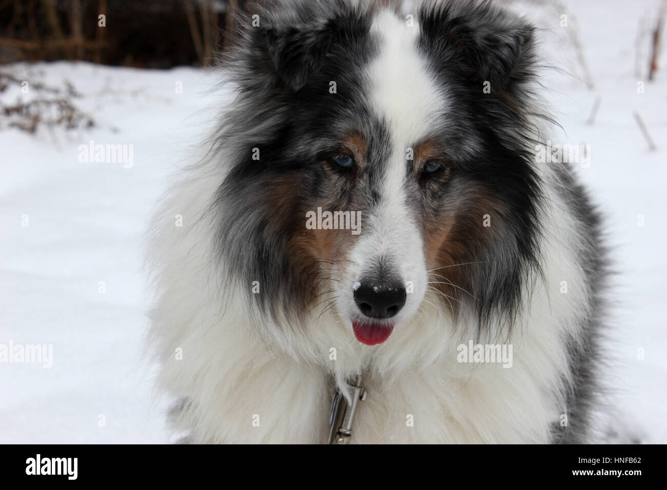 Blue Merle Sheltie in snow sticking out his tongue Stock Photo - Alamy