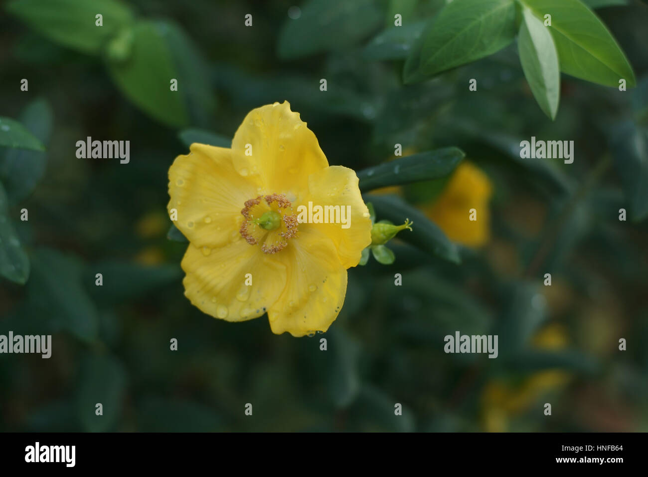 Rowallane garden hi-res stock photography and images - Alamy