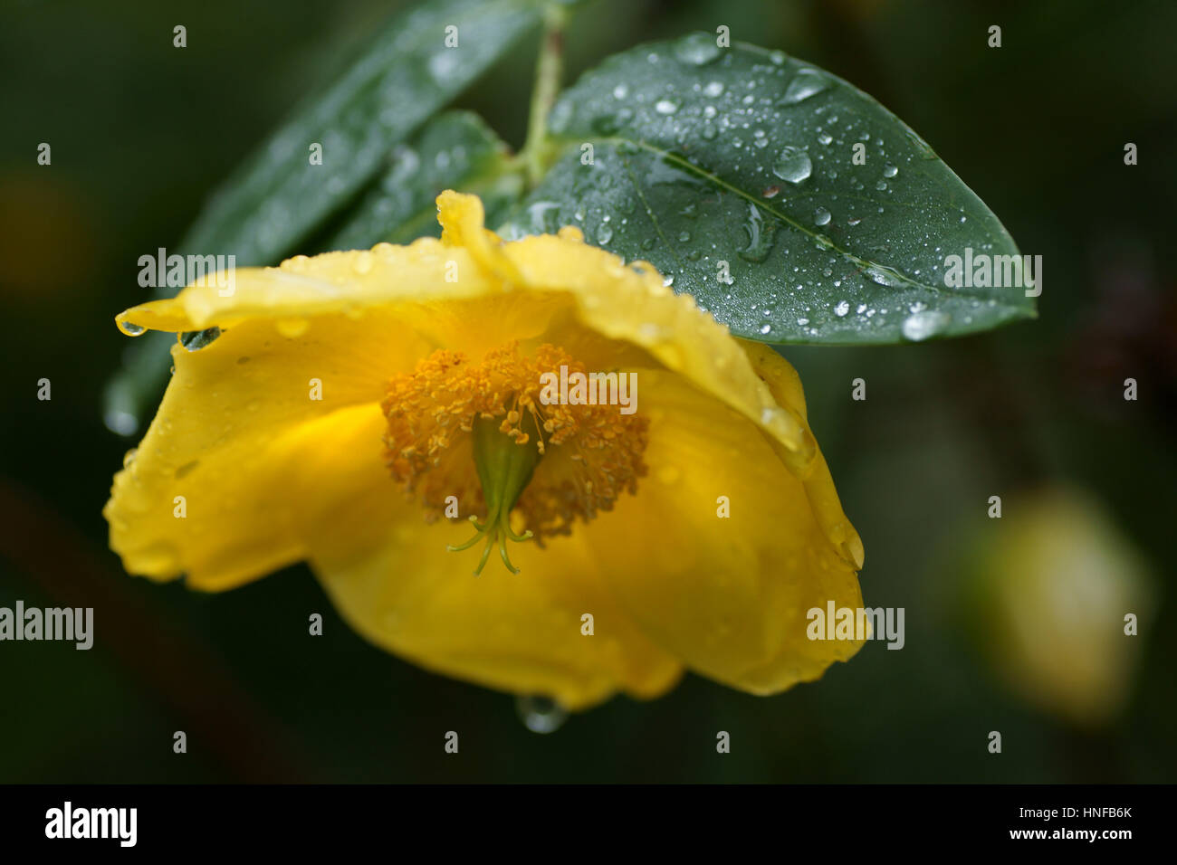 Hypericum rowallane hi-res stock photography and images - Alamy