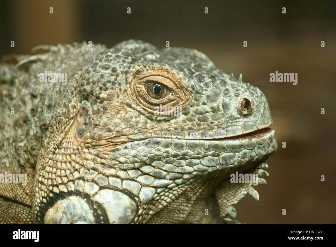 Iguana in zoo hi-res stock photography and images - Alamy