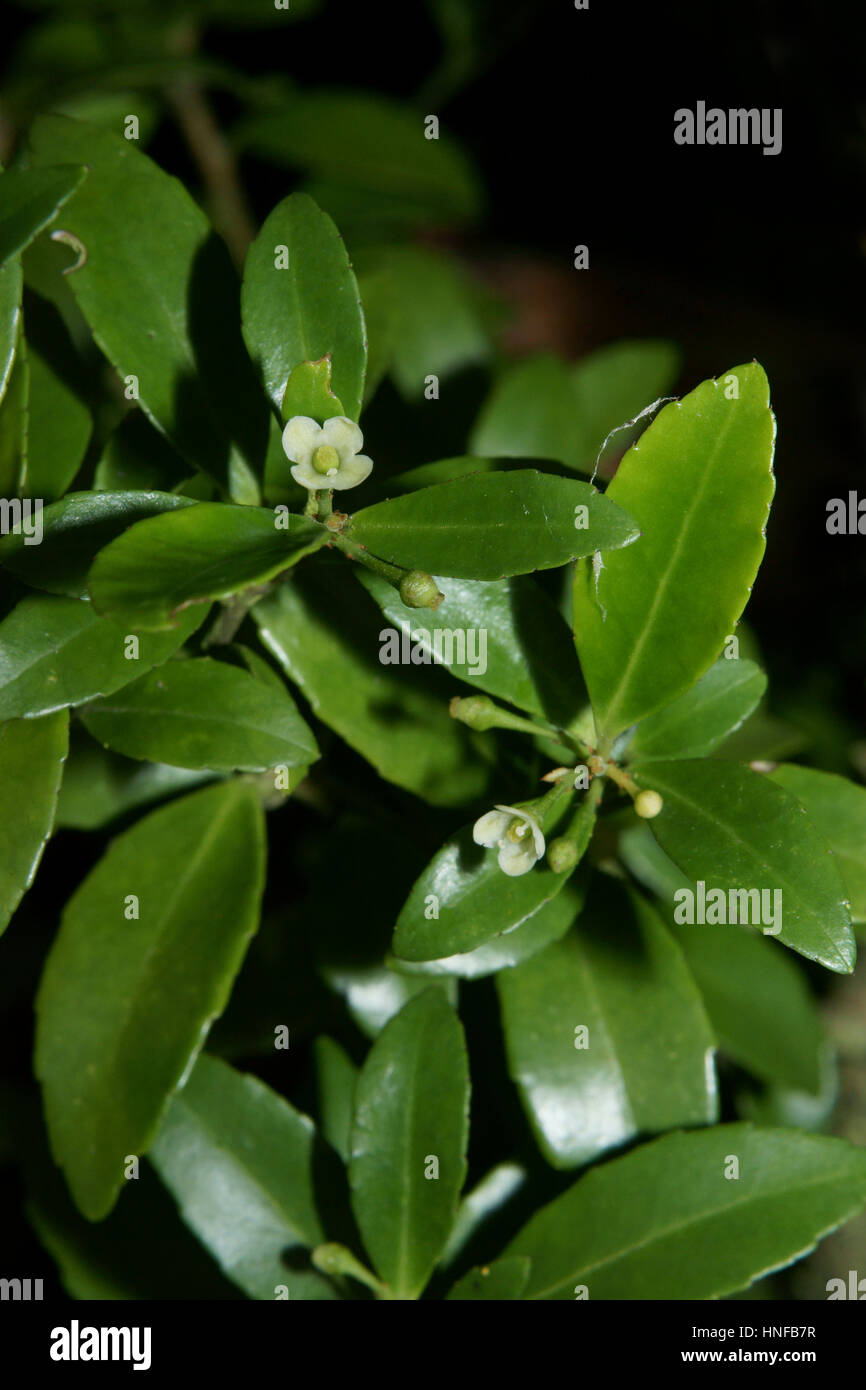 Ilex mutchagara hi-res stock photography and images - Alamy