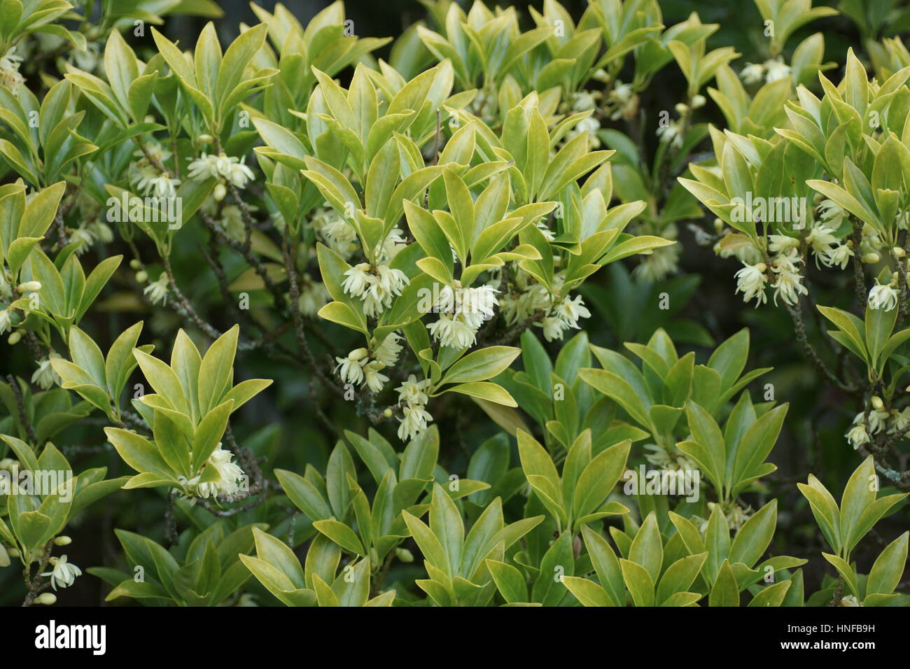 Illicium anisatum hi-res stock photography and images - Alamy