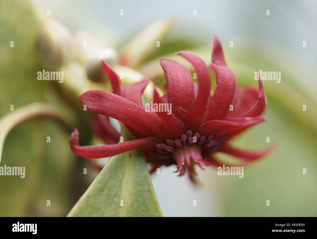 Illicium plant hi-res stock photography and images - Alamy