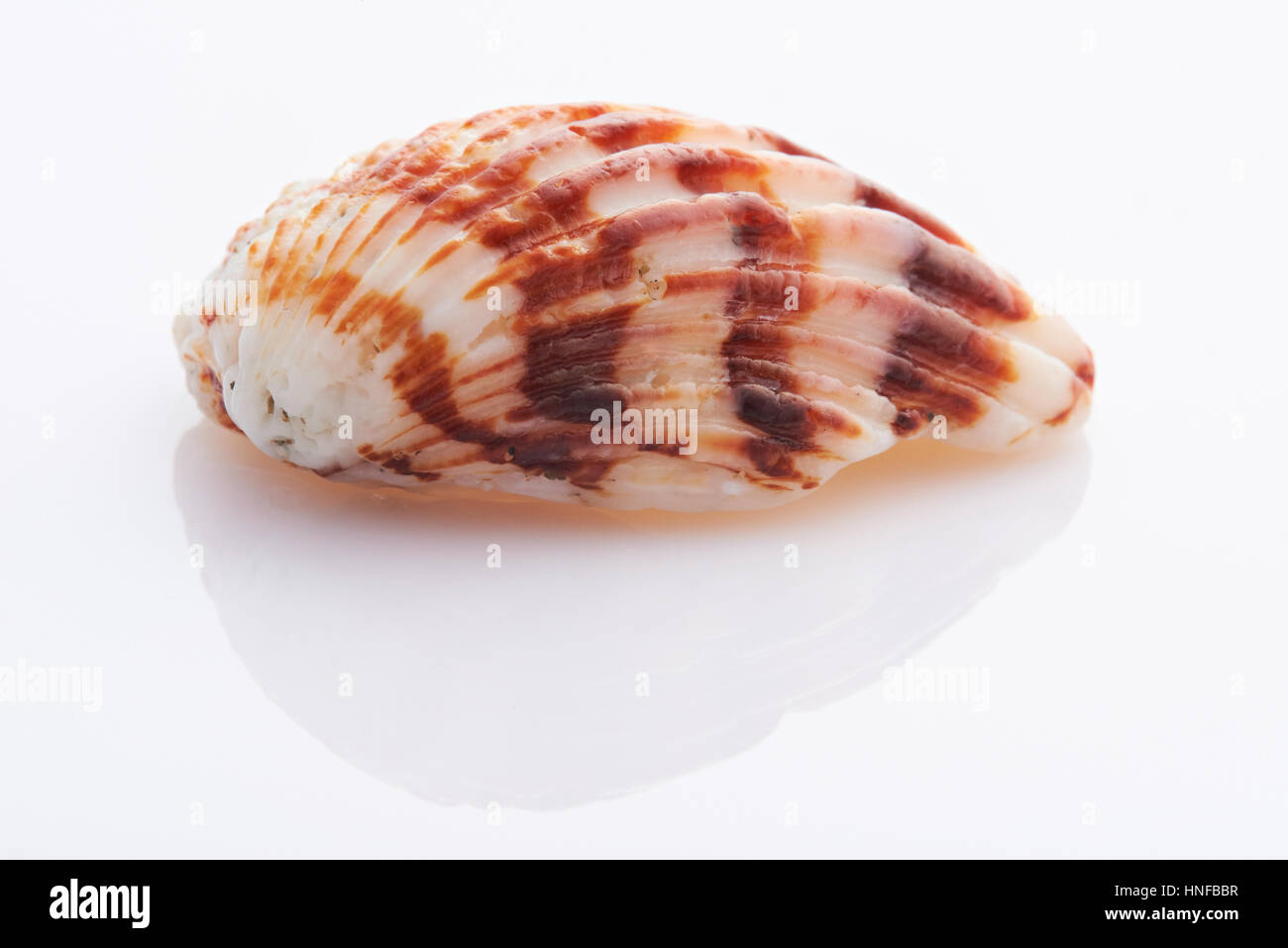 Close up of brown shell isolated on white background Stock Photo - Alamy