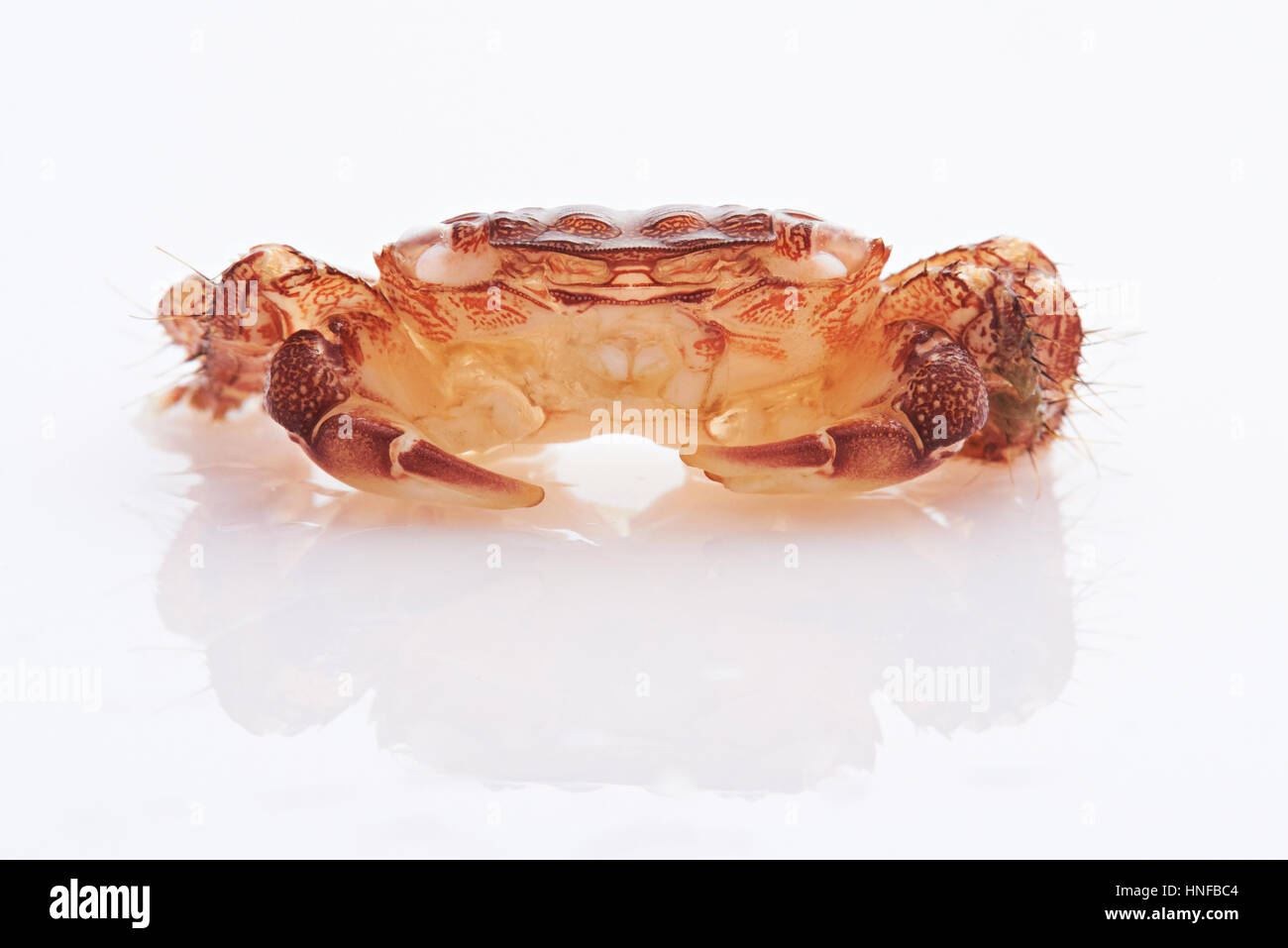 Small red crab isolated on white background Stock Photo - Alamy