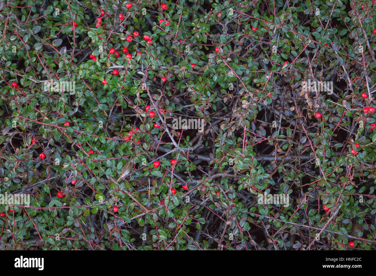 Red Berry Bush Stock Photo - Alamy