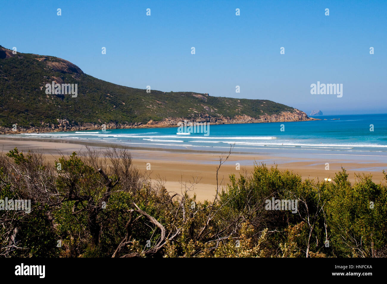 Grey wombat hi-res stock photography and images - Alamy