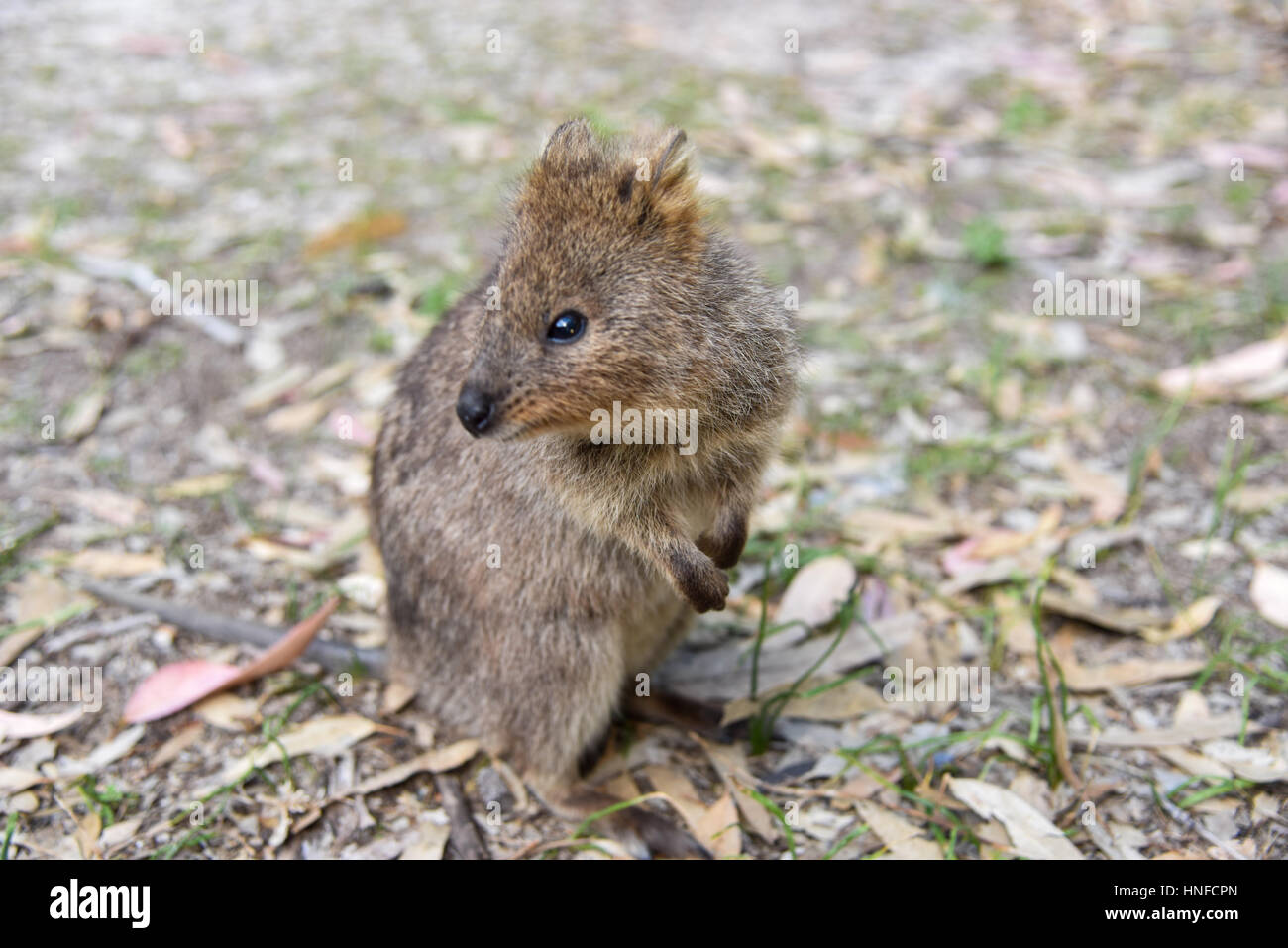 Small quokka with course brown fur at ground level at Rottnest Island ...