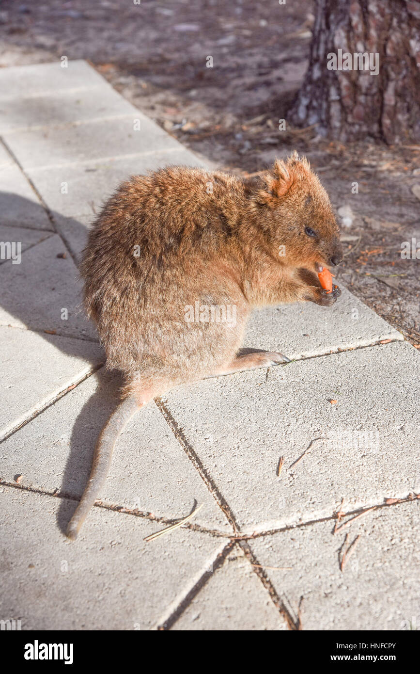 Small brown quokka feeding on a carrot in outdoor nature setting at ...