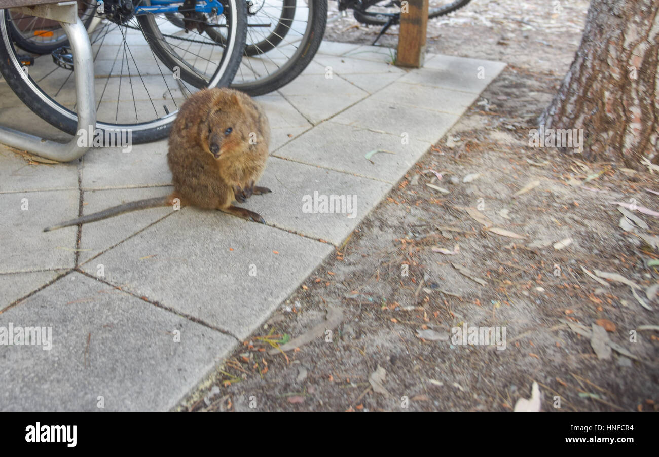 Small marsupial, quokka, hanging out on campground patio at Rottnest ...