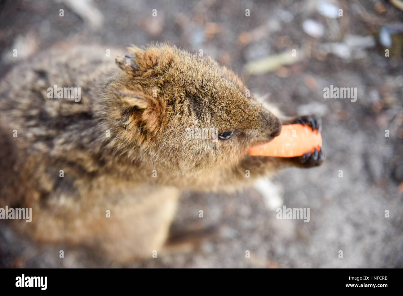 Small brown quokka feeding on a carrot in outdoor nature setting at ...