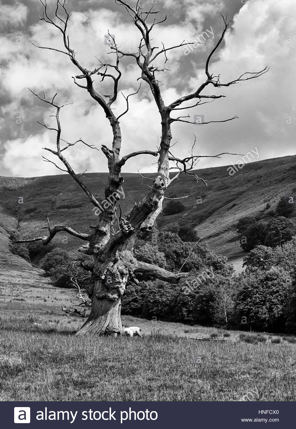 Dead Farmland High Resolution Stock Photography and Images - Alamy