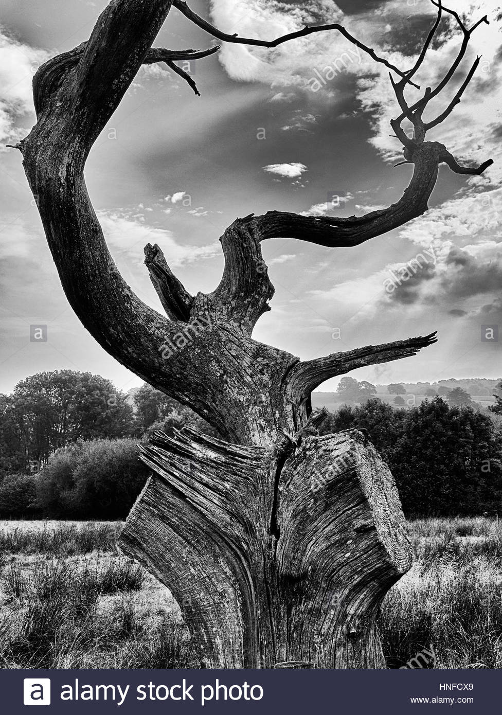 Black And White Tree Uk High Resolution Stock Photography and Images ...