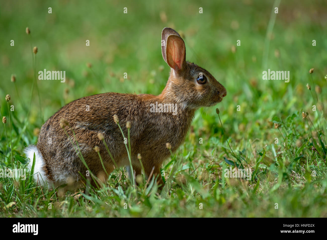 Cottontail bunny rabbit eating grass in the garden Stock Photo - Alamy