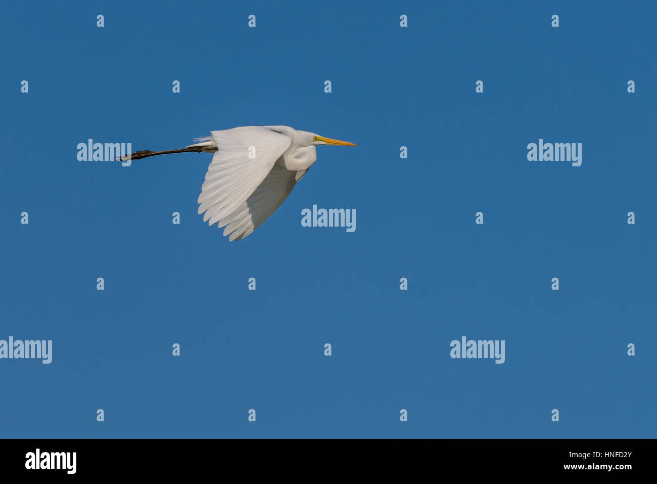 Eastern Great White Egret in Flight Stock Photo - Alamy