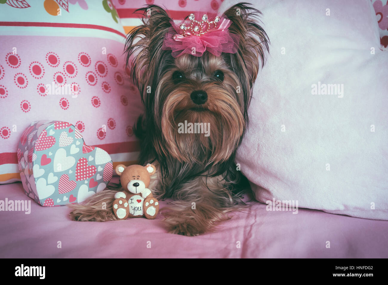 Portrait of a very cute yorkshire terrier with crown Stock Photo - Alamy