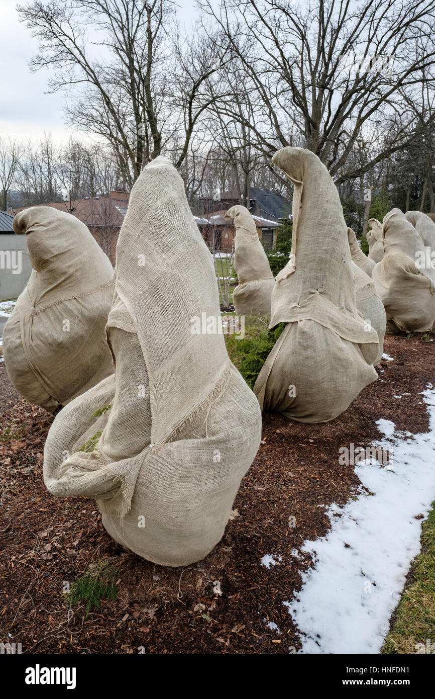 Evergreens wrapped with burlap / sackcloth / hessian fabric to protect ...