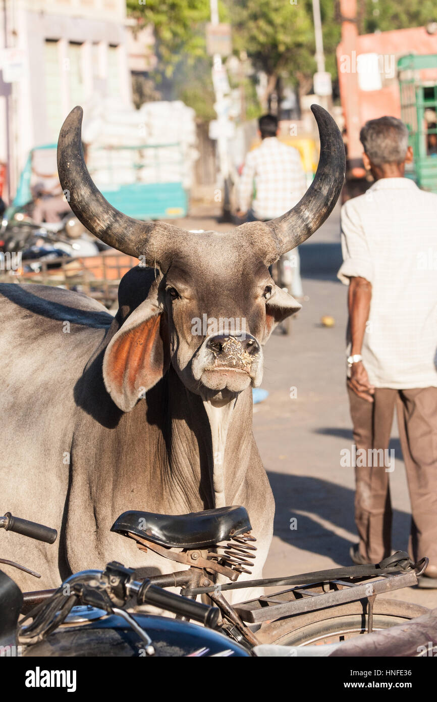 Sacred,holy,cow,for Hindu religion,with long horns wandering in middle ...