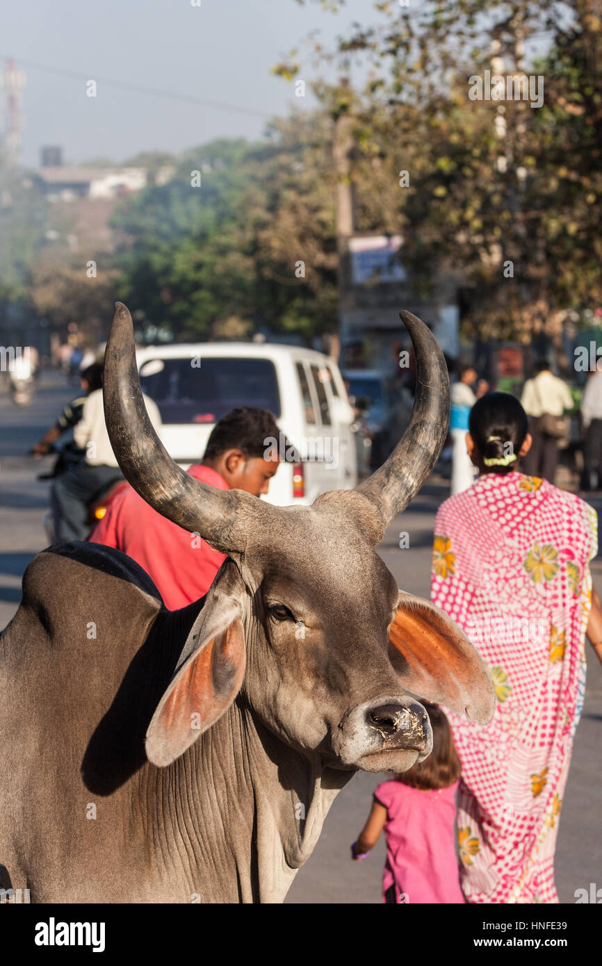 Sacred,holy,cow,for Hindu religion,with long horns wandering in middle ...