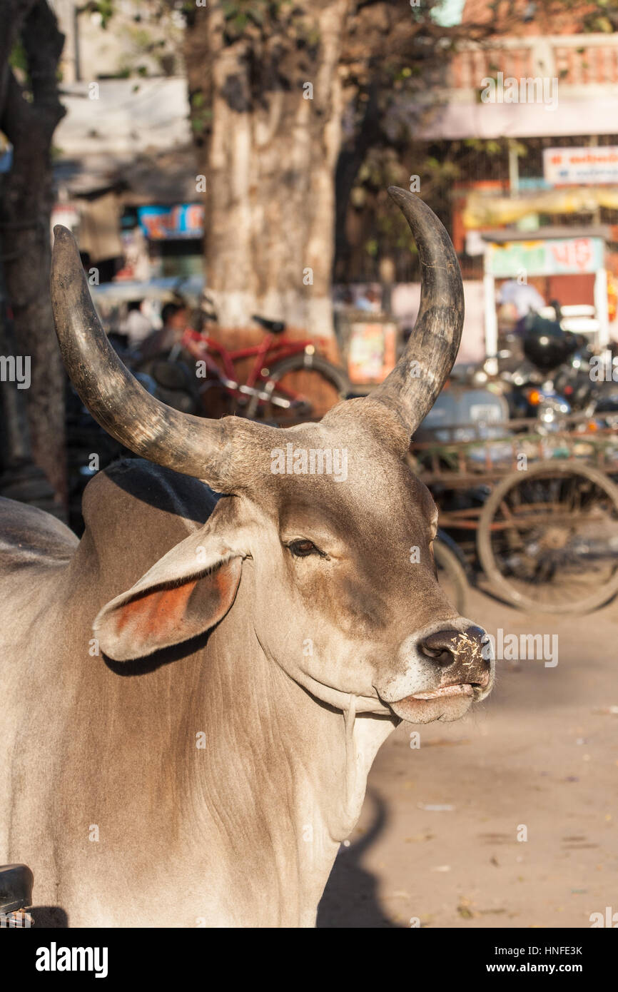 Sacred,holy,cow,for Hindu religion,with long horns wandering in middle ...