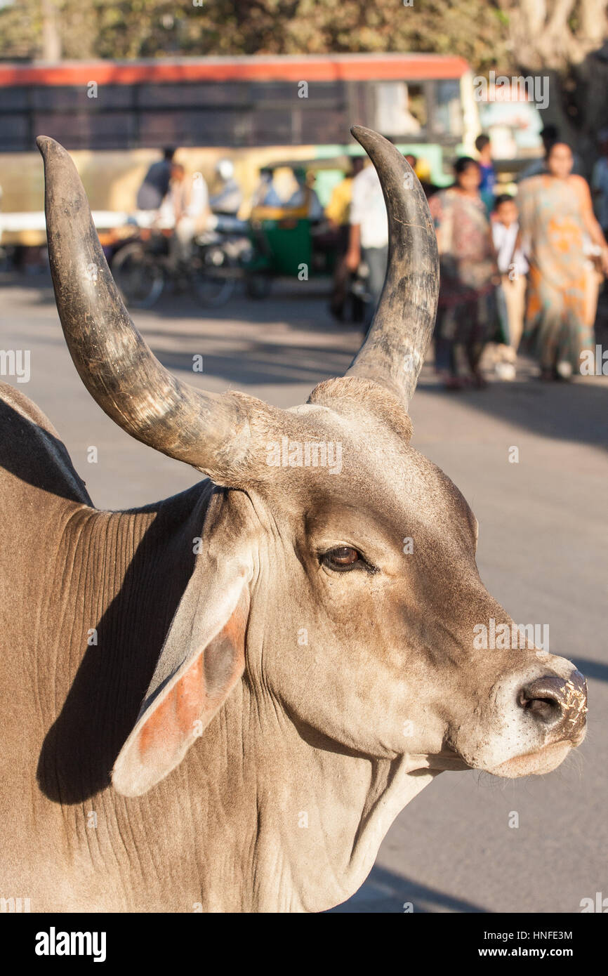 Sacred,holy,cow,for Hindu religion,with long horns wandering in middle ...