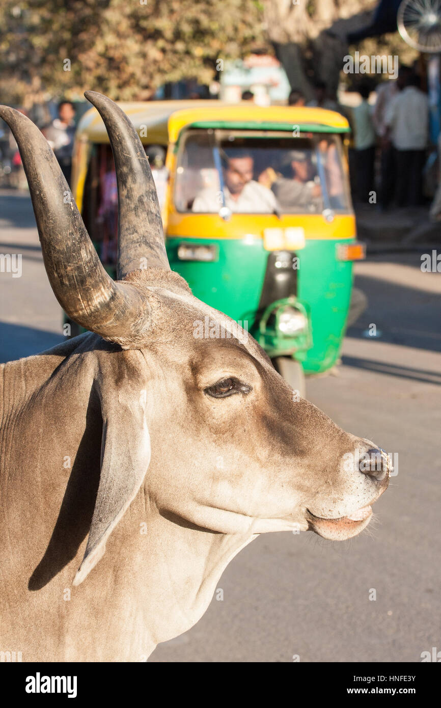Sacred,holy,cow,for Hindu religion,with long horns wandering in middle ...