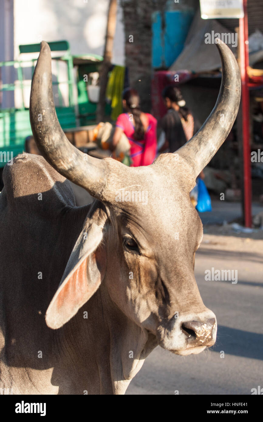 Sacred,holy,cow,for Hindu religion,with long horns wandering in middle ...
